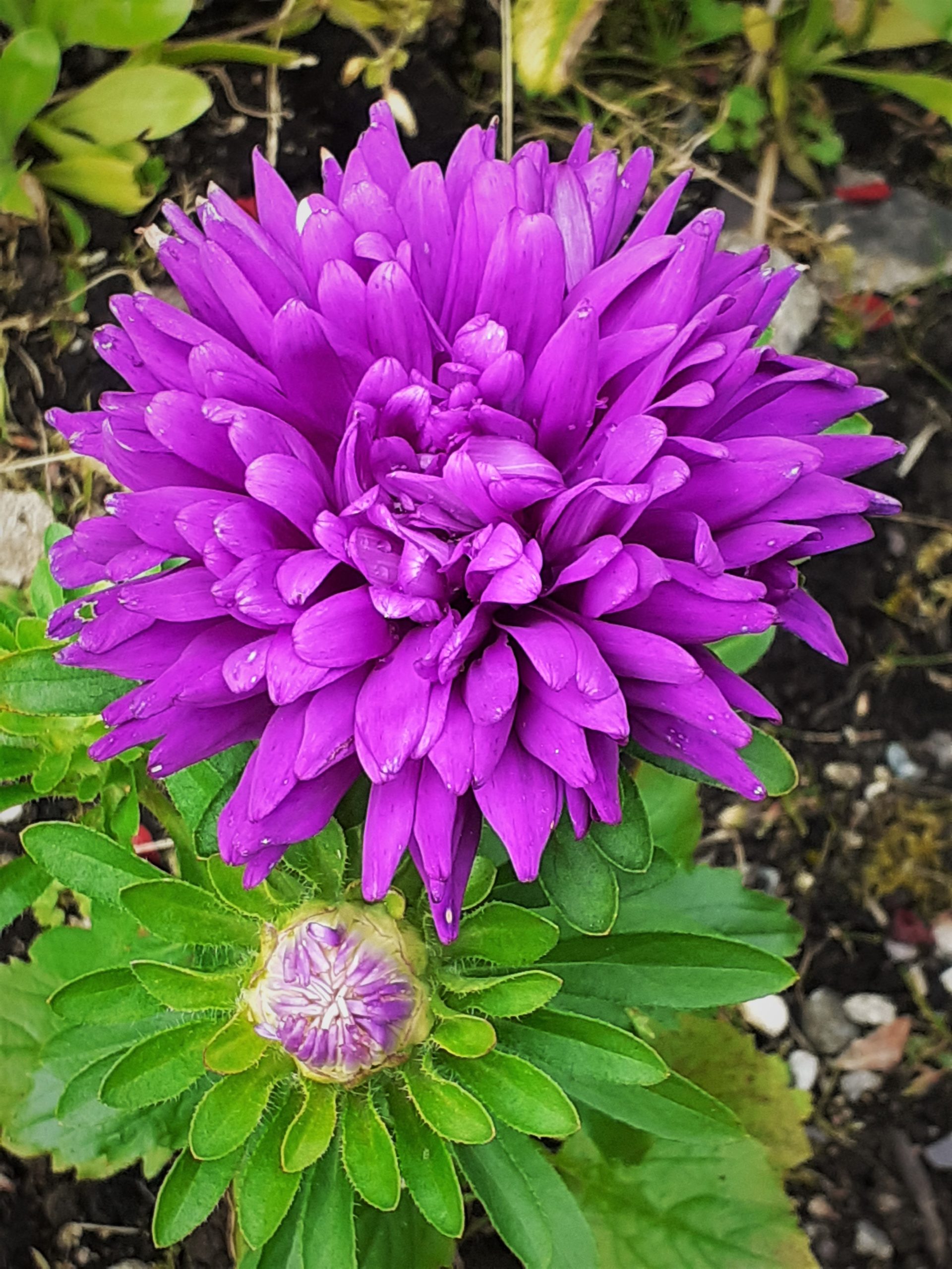 Creating a pathway & flowerbed by hand with stone chips is a victory!